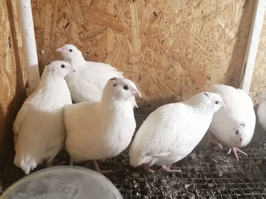 Мясо перепелки