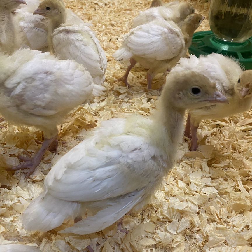 Индюшата хайбрид конвертер