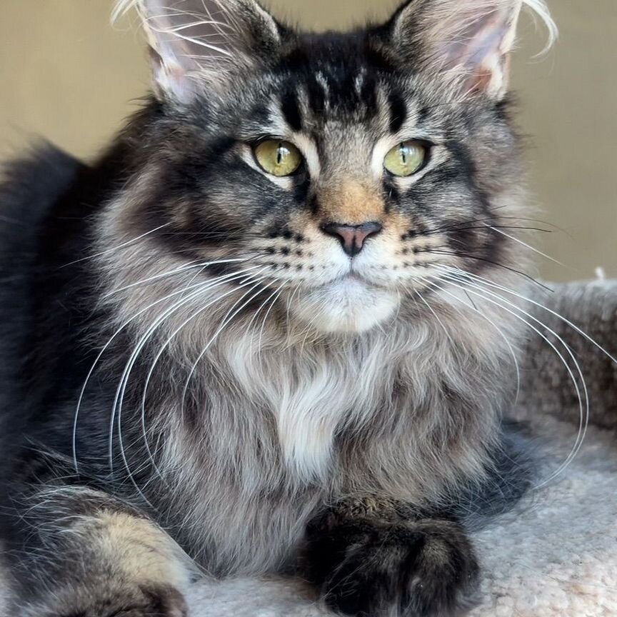 Шикарный мейн-кун