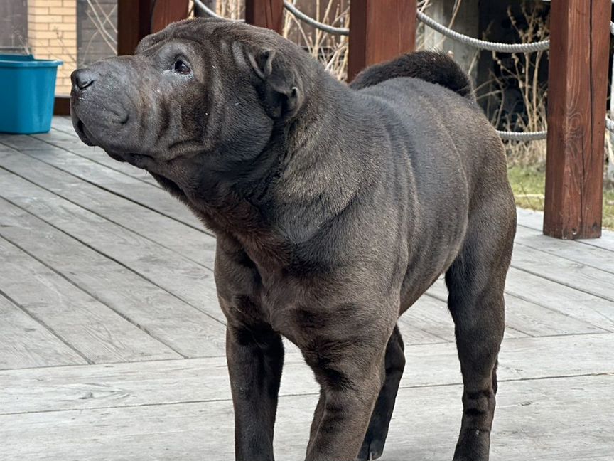 Найдена собака шарпей