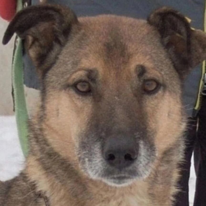 Взрослая собака в добрые руки