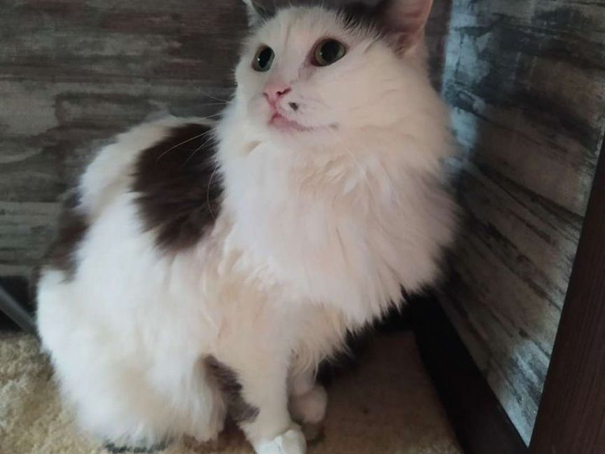 Кошечка ищет дом