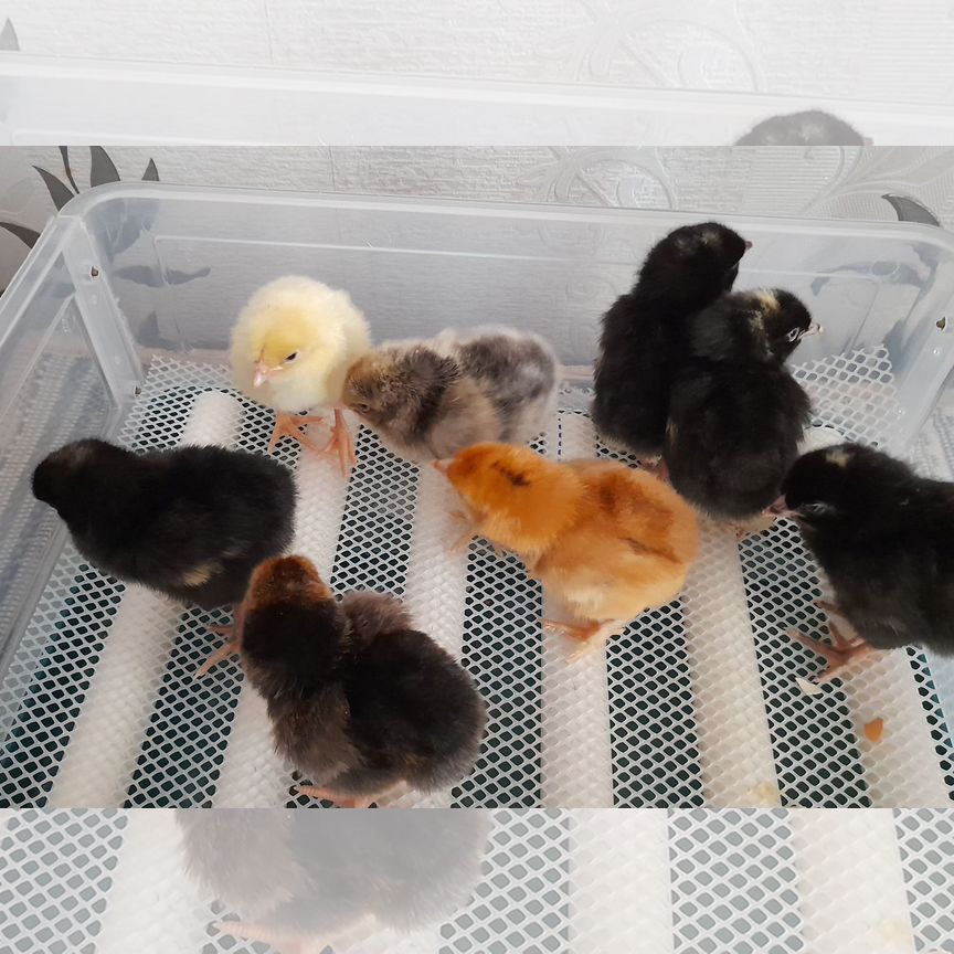 Цыплята суточные и подрощенные
