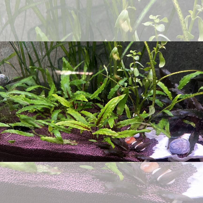 Аквариумные растения криптокарина