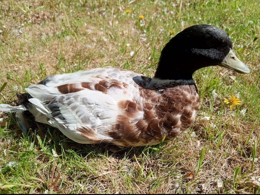 Декоративные утки кряквы