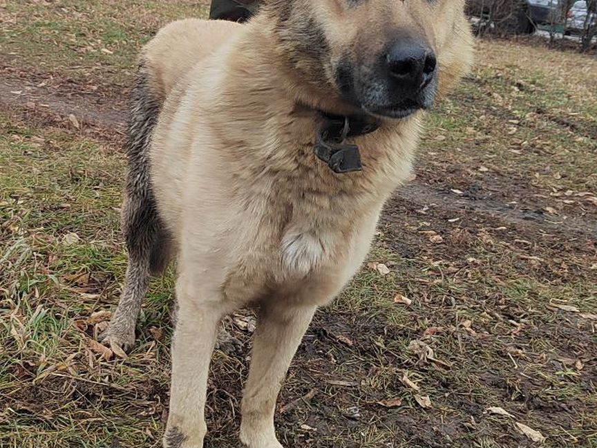 Тарэс, метис овчарки, 1,5 года