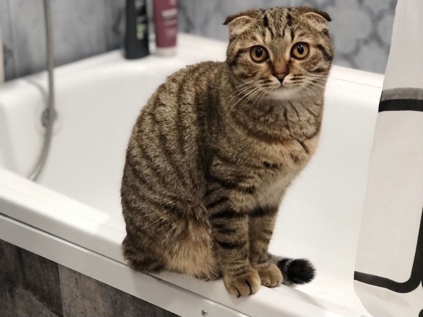 Вислоухая шотландка бесплатно