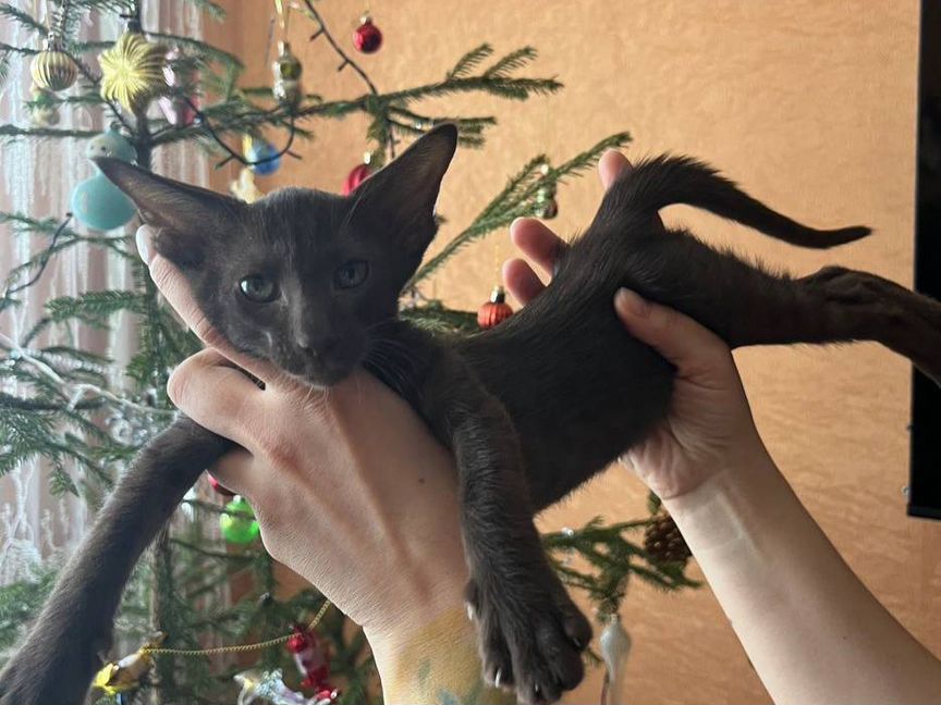 Ориентальная кошка