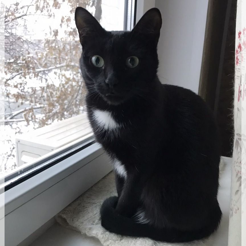 Кошка