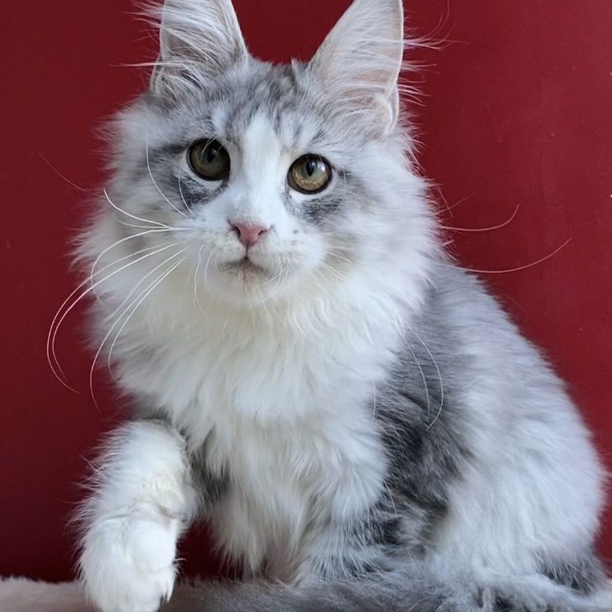 Мейн-кун котик