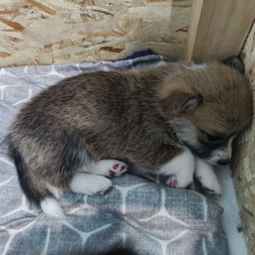 Вельш Корги Пемброк, щенок