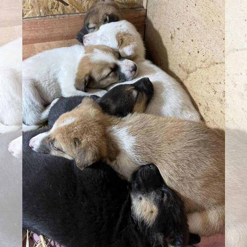 Щенок в добрые руки