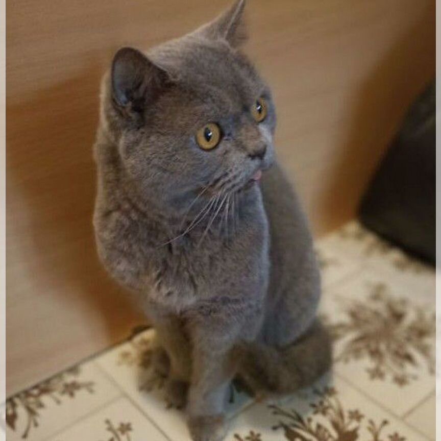 Кот британский взрослый в добрые руки