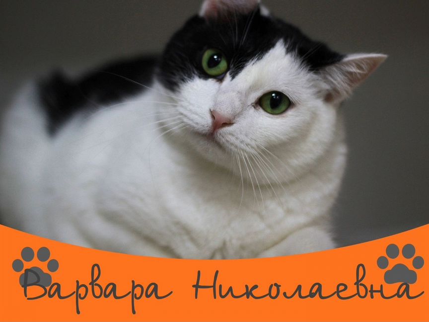 Кошка Варвара Николаевна