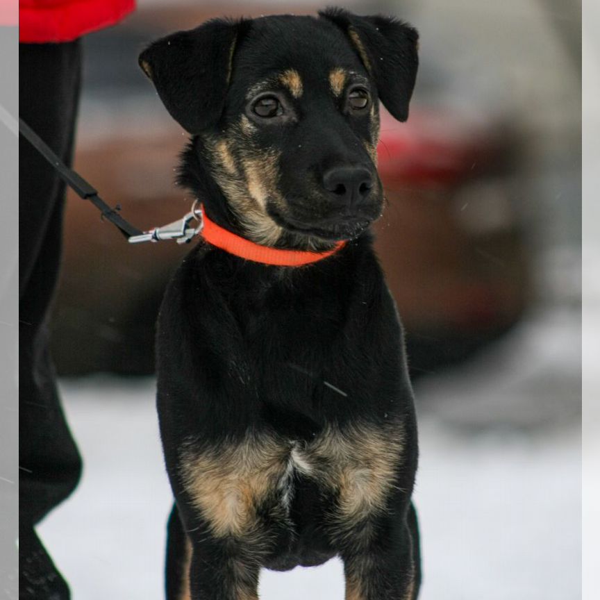 Красивая собака Оливия