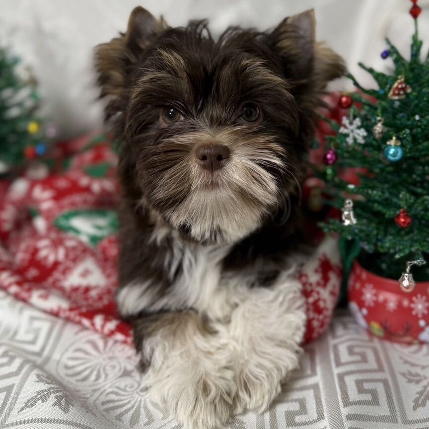 Йоркширский терьер, щенок