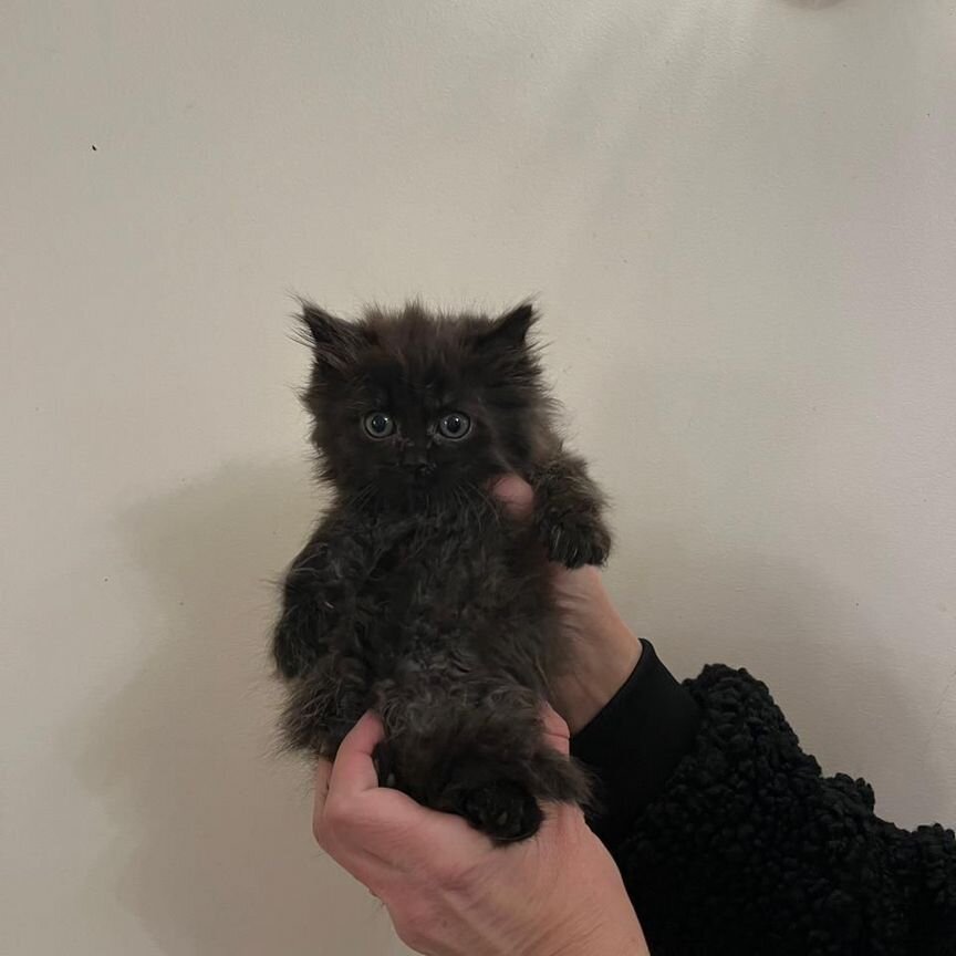 Котятки в добрые руки