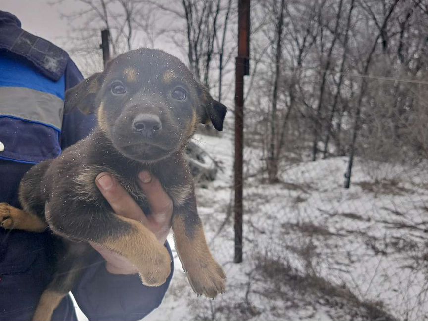 Собака в добрые руки отдам бесплатно