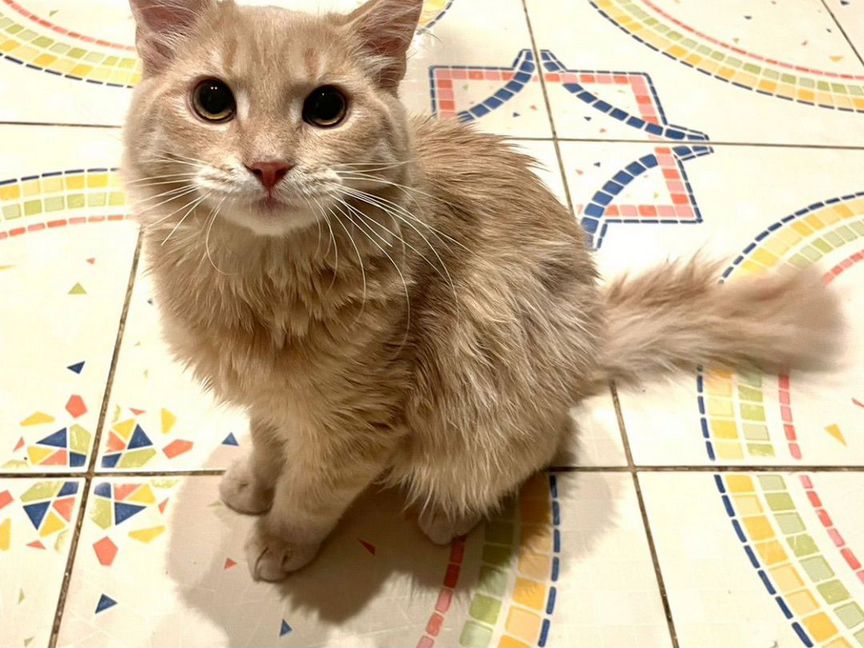 Котик 5 месяцев