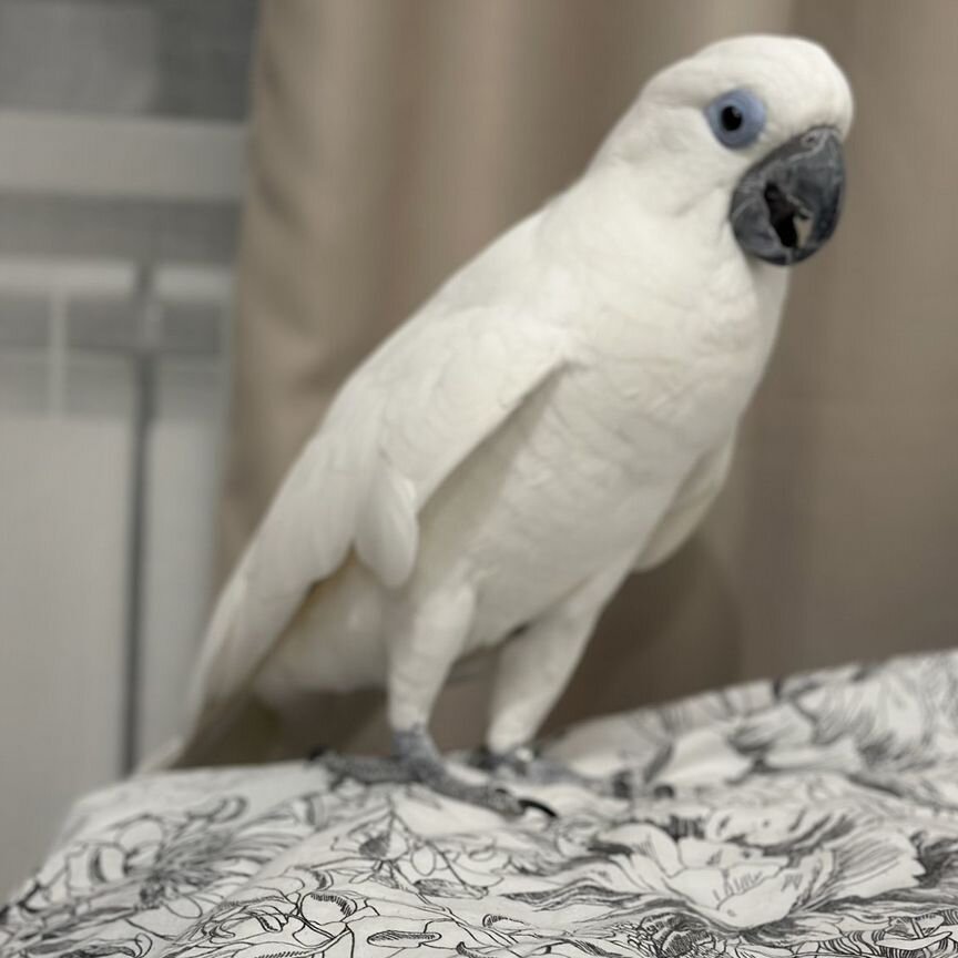 Какаду синеочковый