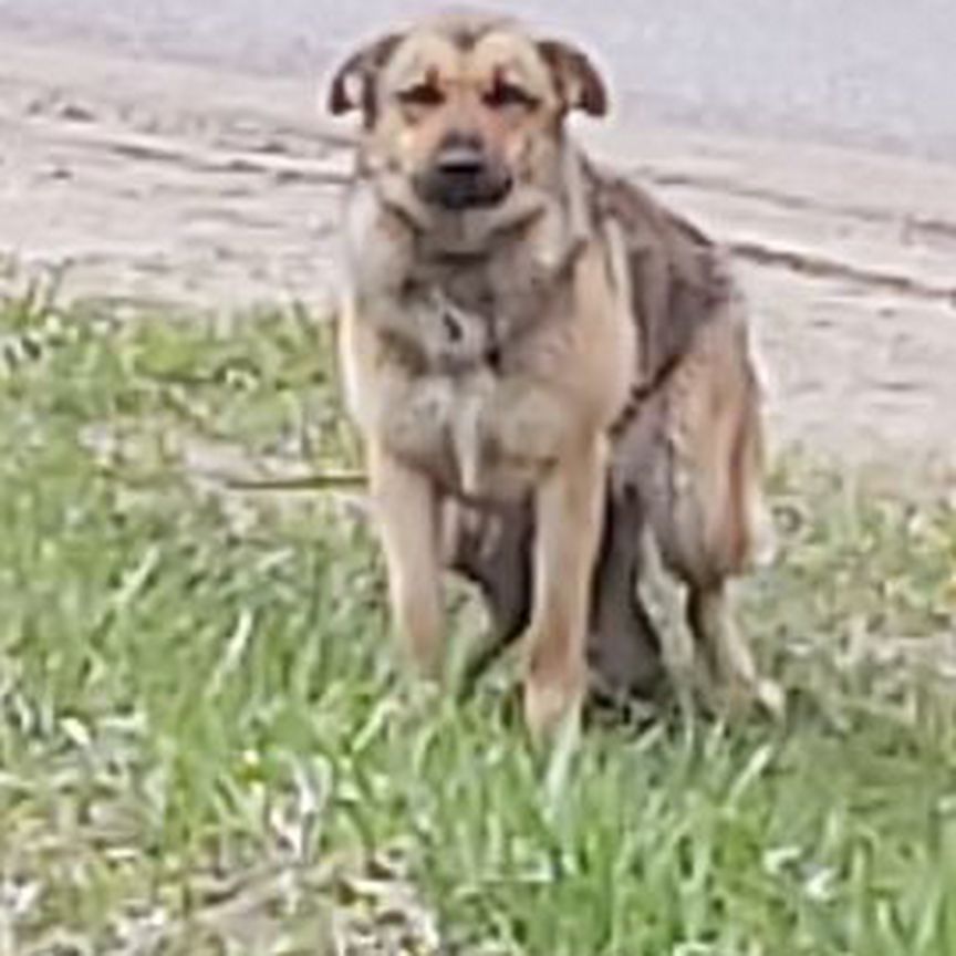 Взрослый пёс в добрые руки