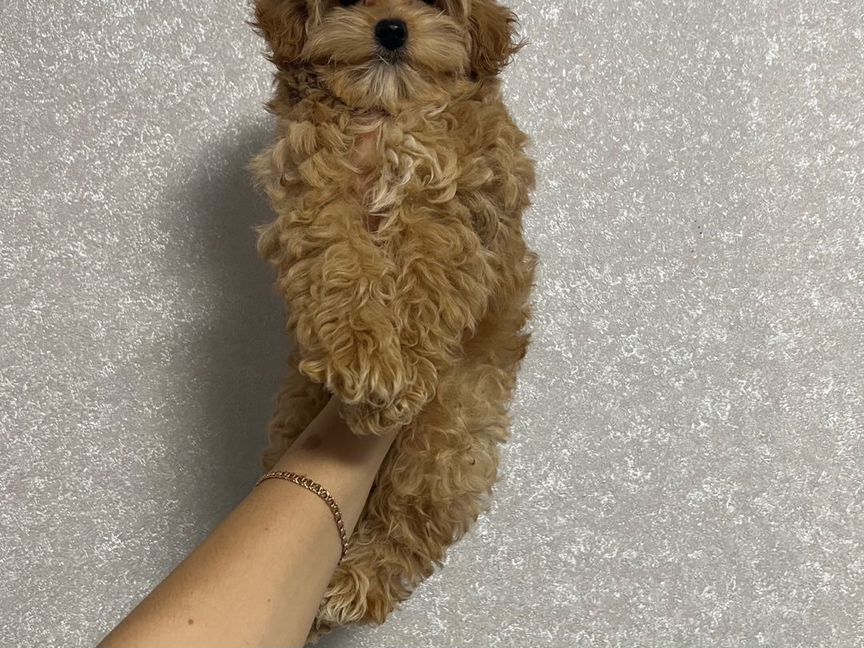 Мальтипу ф1 шикарный мальчик совушка