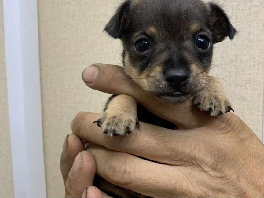 Мини той-терьер щенки