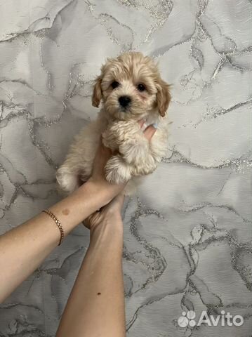 Мальтипу ф1 малыш нежный бежево-карамельный