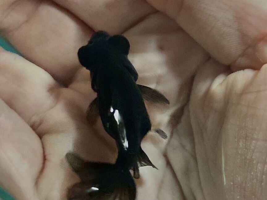 Золотые рыбки