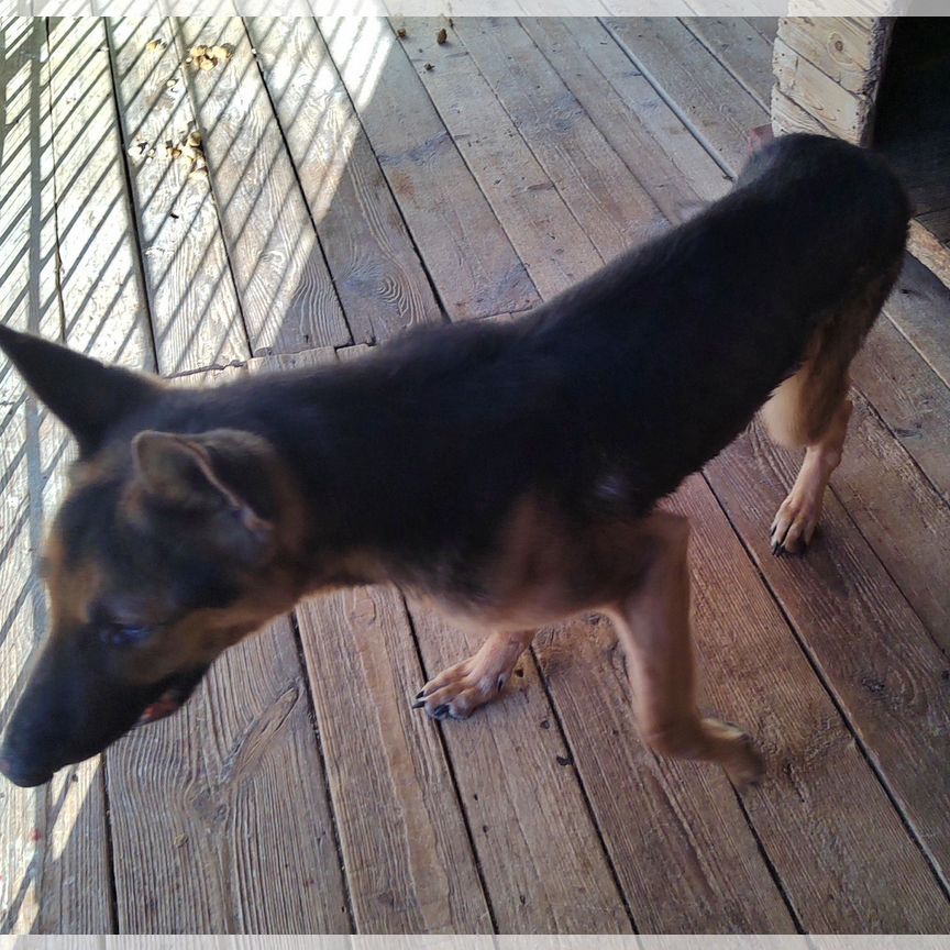 Восточноевропейская овчарка, взрослый пёс