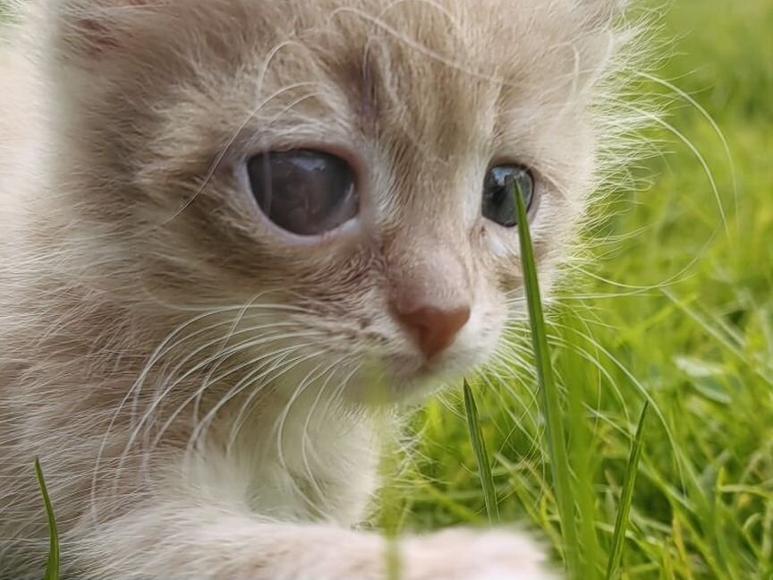 Котятки солнышки