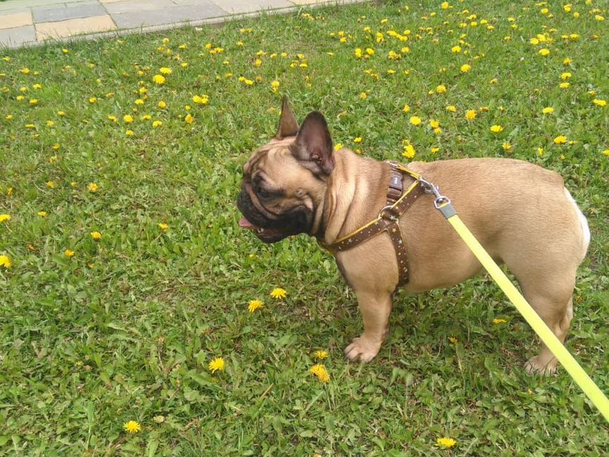 Французский бульдог