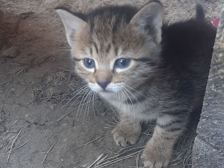 Отдам в хорошие руки