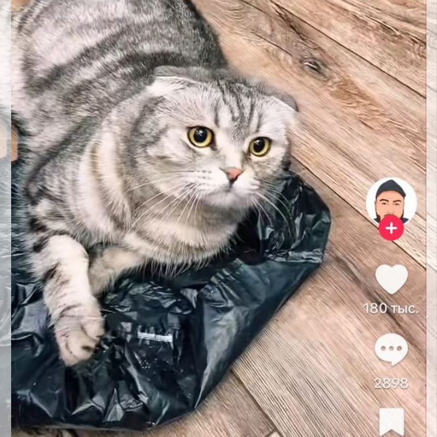 Шотландская вислоухая короткошёрстная, взрослая кошка