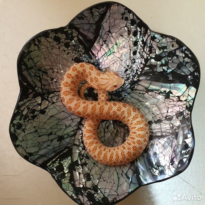 Свиноносый уж