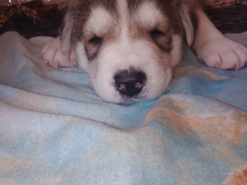 Собаки хаски с помесью лайки