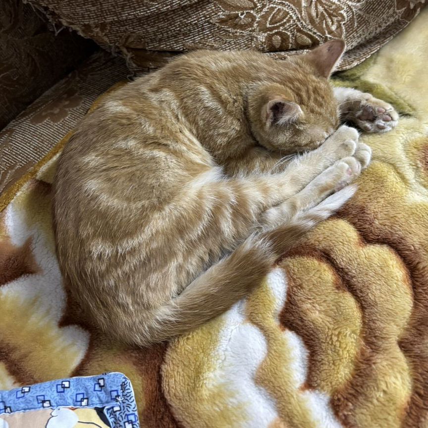 Отдам котенка в добрые руки