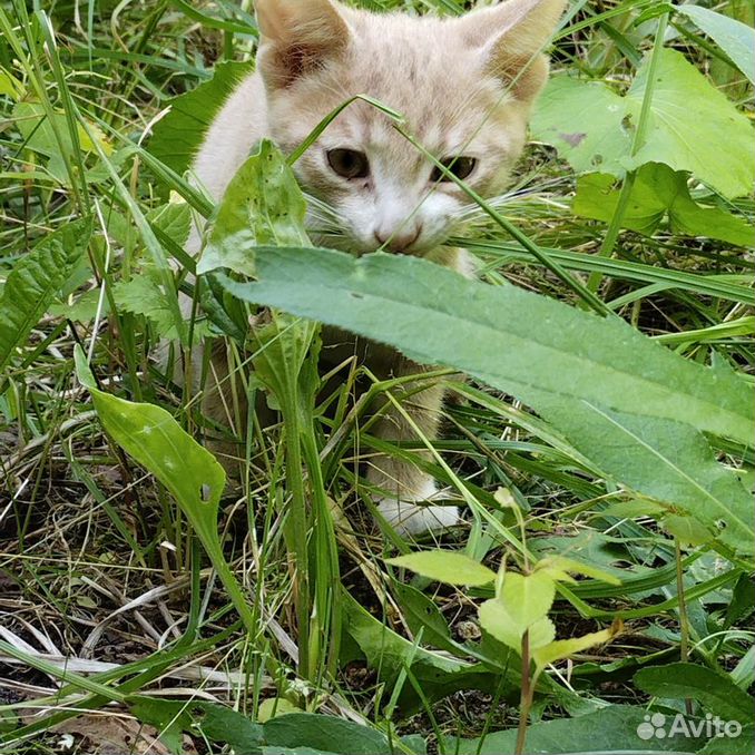 Рыжий котенок мальчик 2.5 месяца