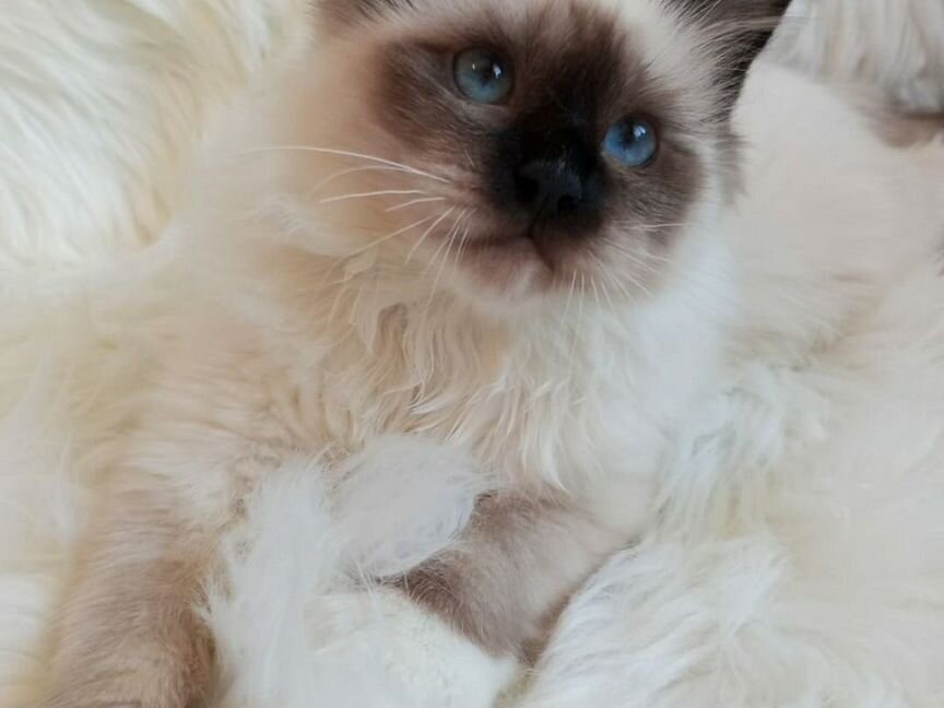 Священная,бирма-редкая порода