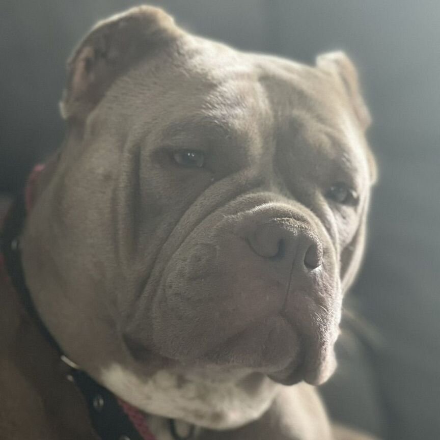 Американский булли, взрослая собака