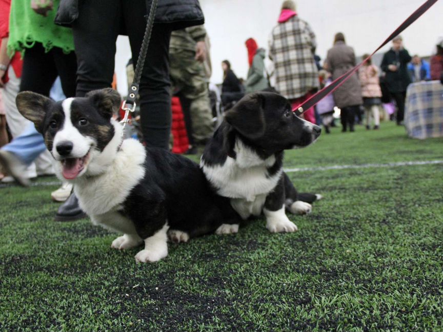 Щенки вельш-корги пемброк и кардиган