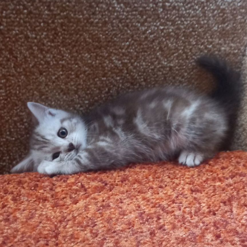 Котёнок шотландский
