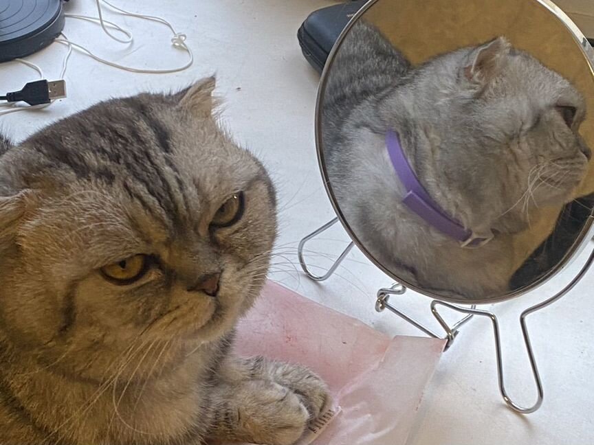 Шотландская кошка