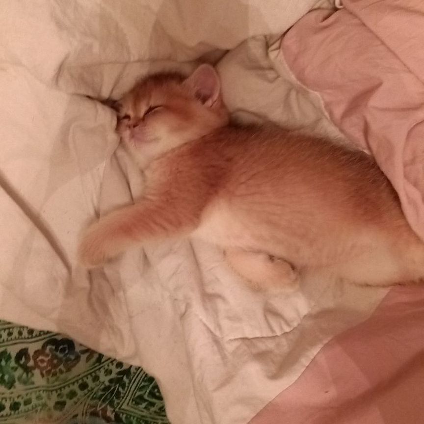 Кошка британка