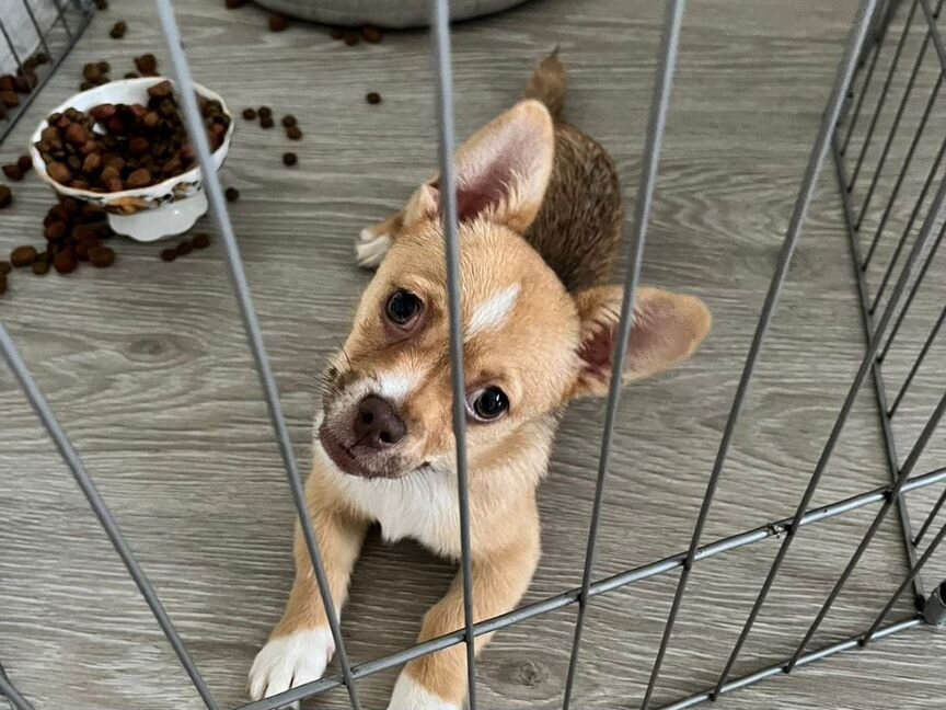 Отдам Чихуахуа в добрые руки