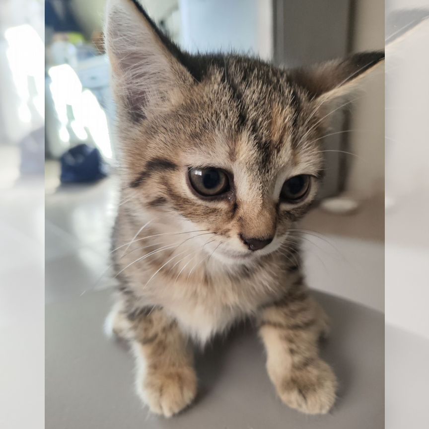 Сибирский котёнок