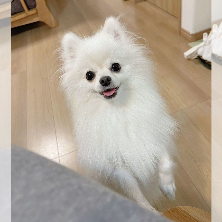 Щенок шпица мальчик белый