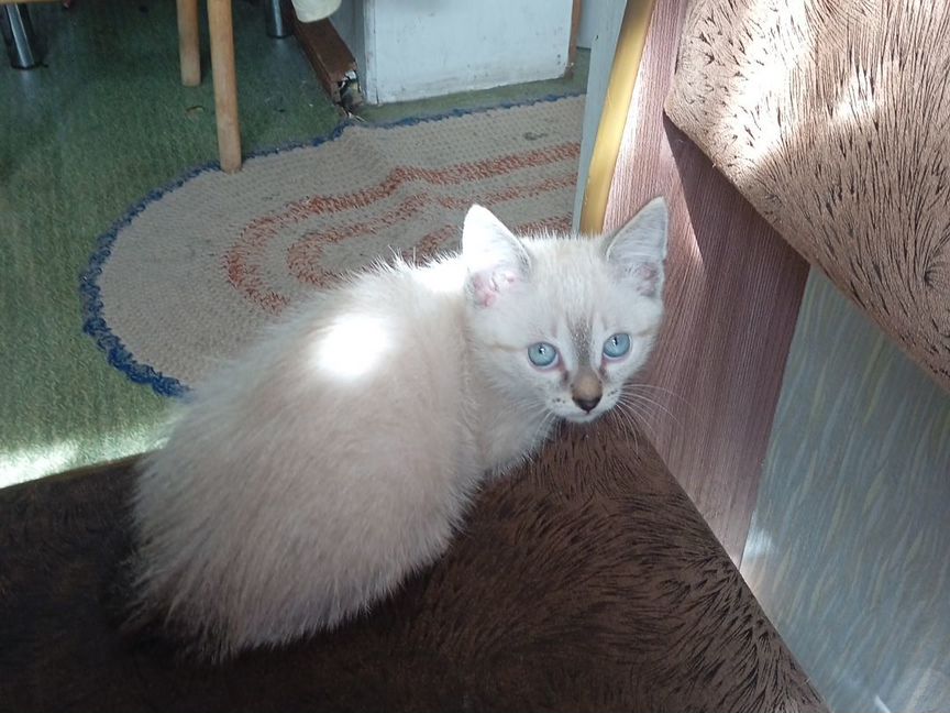 Котяткам 2 месяца, бесплатно