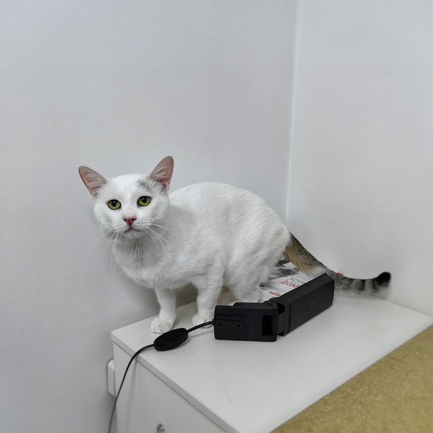 Белый котик кастрированный