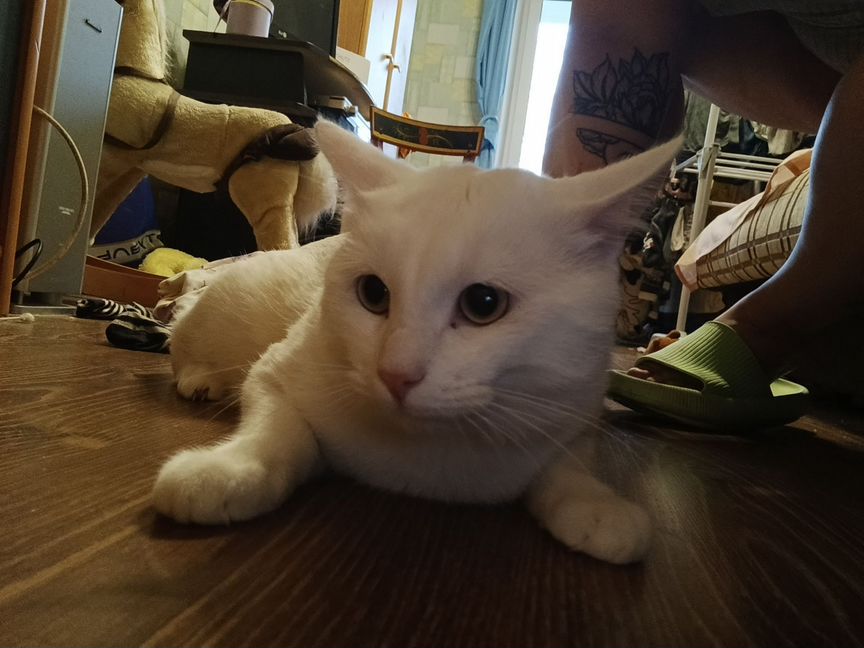 Котенок белый